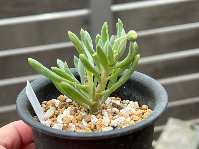 今朝の多肉。新入り・オトンナ属・クラビフォリアに挑戦中！ | 多肉格闘記