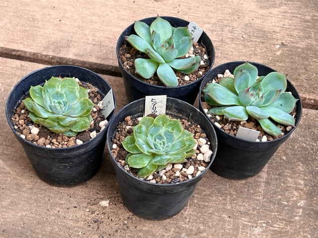 今日の多肉。双頭のチワワエンシスとヒアリナを解体しました。 | 多肉格闘記