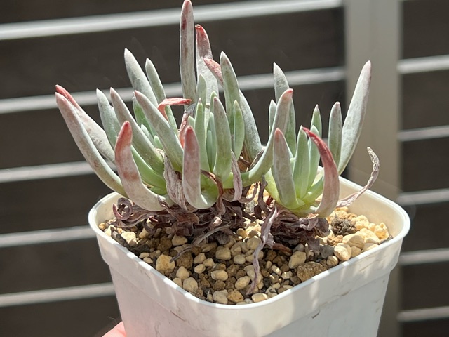 今日の多肉。ダドレア・エデュリス（銀閃光）です。 | 多肉格闘記